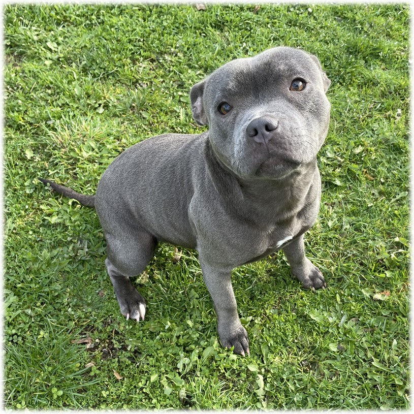 Réservation chiot Staffy Bleu LOF